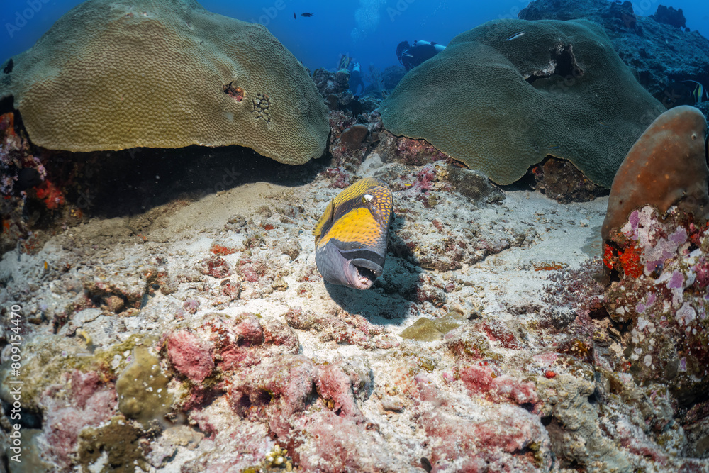 Big yellow Titan Triggerfish in face position swim around coral reef ...