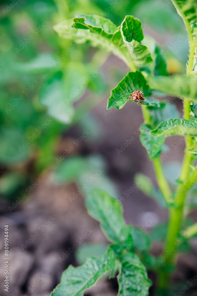 Colorado potato beetle - Leptinotarsa decemlineata on potato bushes ...