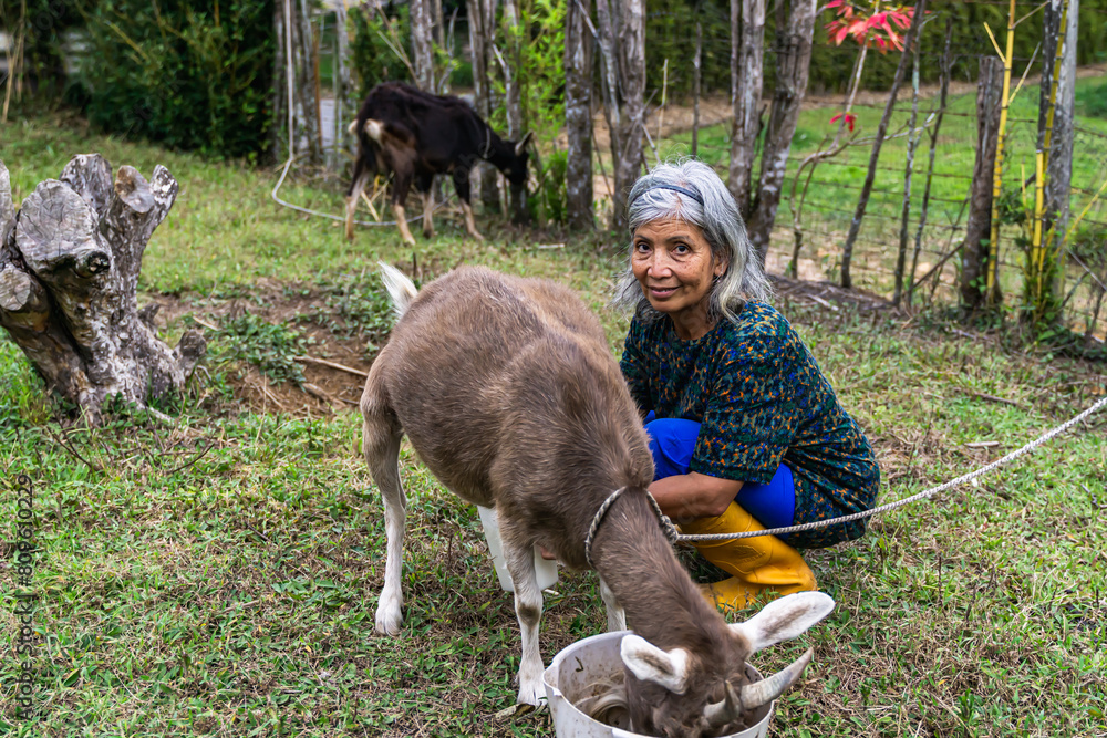 Older Latina woman with gray hair and yellow boots milking goat on her ...