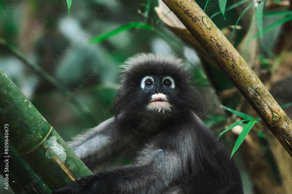 Dusky Langur, Spectacled Langur Southern langur The body color is gray ...