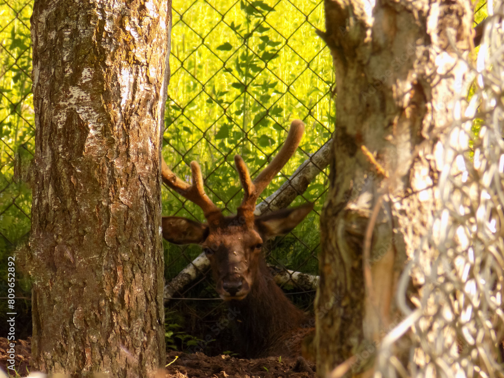 The Altai maral is one of the subspecies of the red deer.It is ...