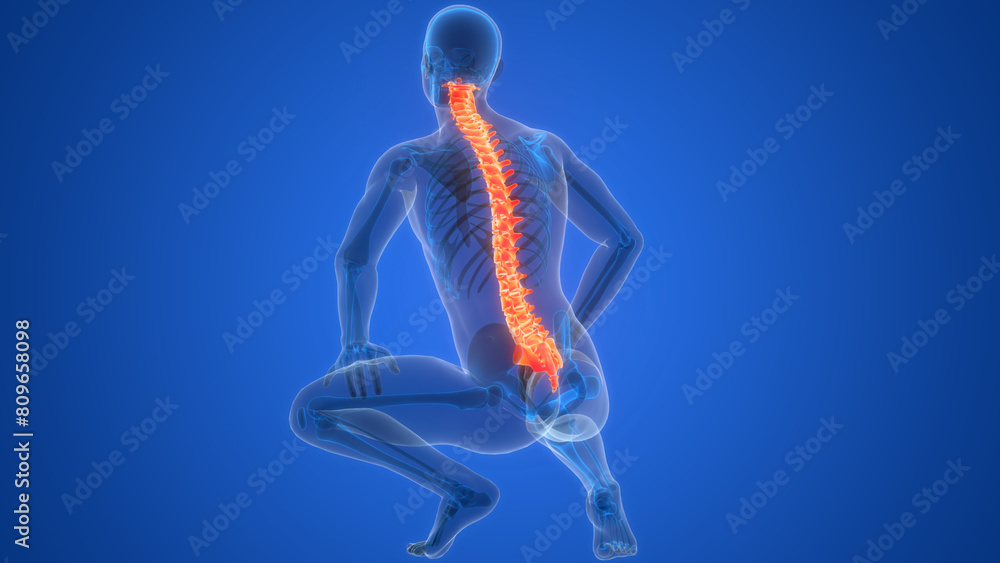 Spinal Cord Vertebral Column of Human Skeleton System Bone Joints Anatomy Stock Illustration ...