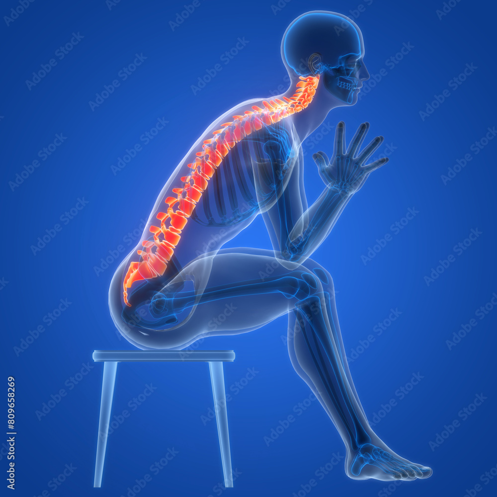 Ilustración de Stock Spinal Cord Vertebral Column of Human Skeleton ...