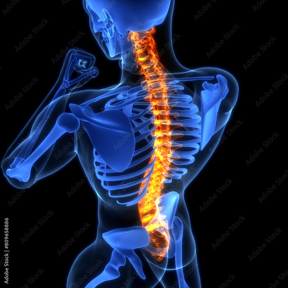 Spinal Cord Vertebral Column of Human Skeleton System Bone Joints Anatomy Stock Illustration ...