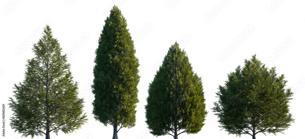 Thuja occidentalis frontal set Smaragd evergreen emerald green American ...
