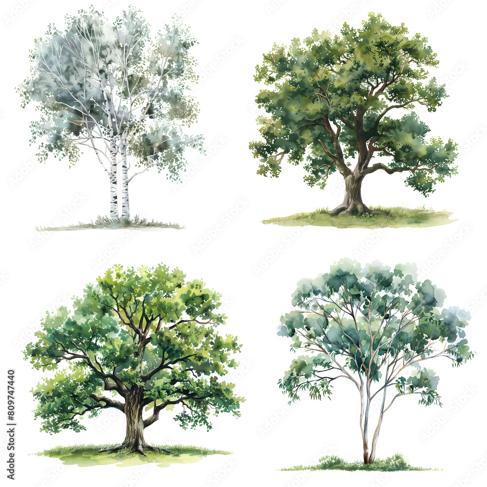 Trees front view, PNG, watercolor style vector tree, grey birch ...