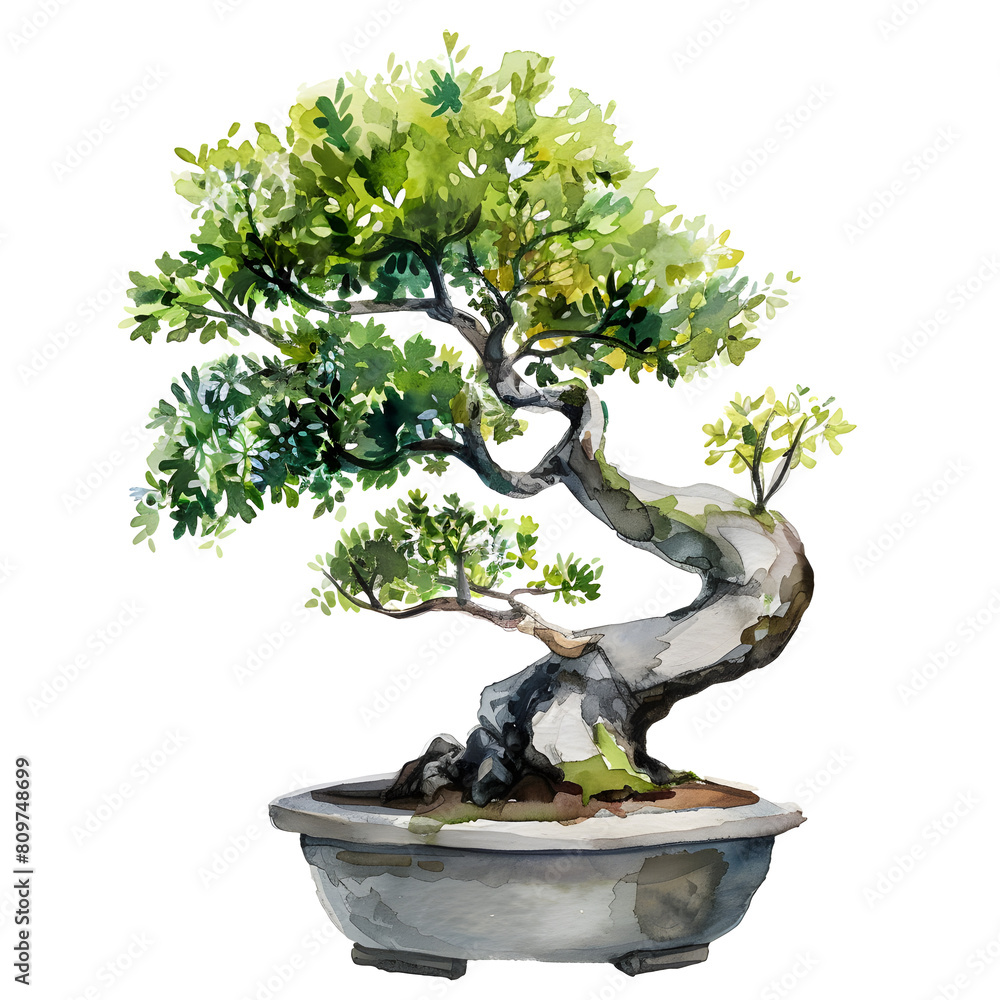 Trees front view, PNG, watercolor style vector tree, bonsai tree ...
