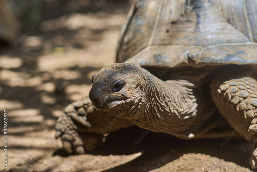 Aldabra giant tortoises endemic species - one of the largest tortoises ...