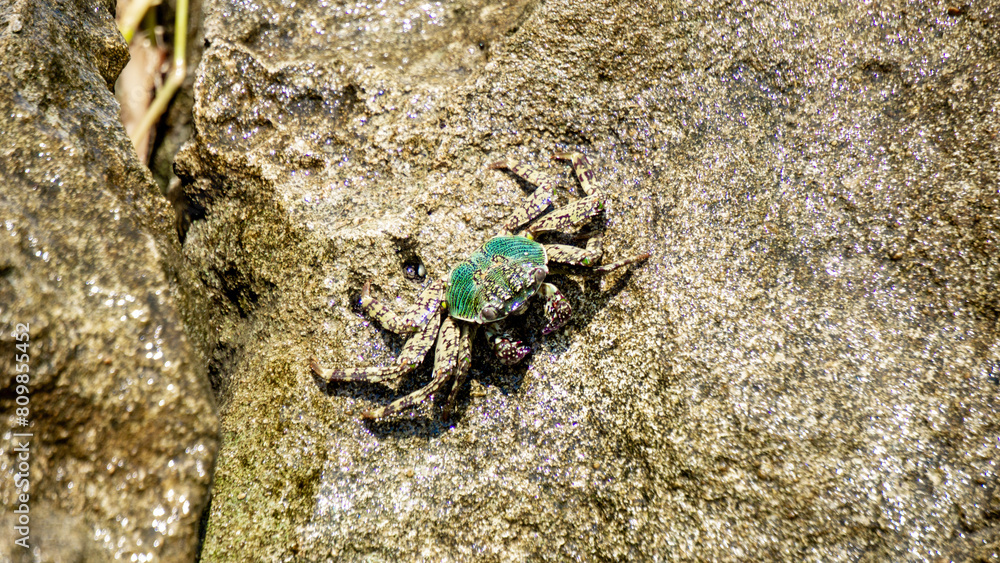 Charybdis feriata ( Rajungan karang, Crucifix Crab, Crucifix Swimming ...