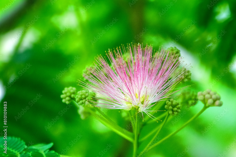 Pink siris, silk tree acacia (Albizia julibrissin) during the flowering ...