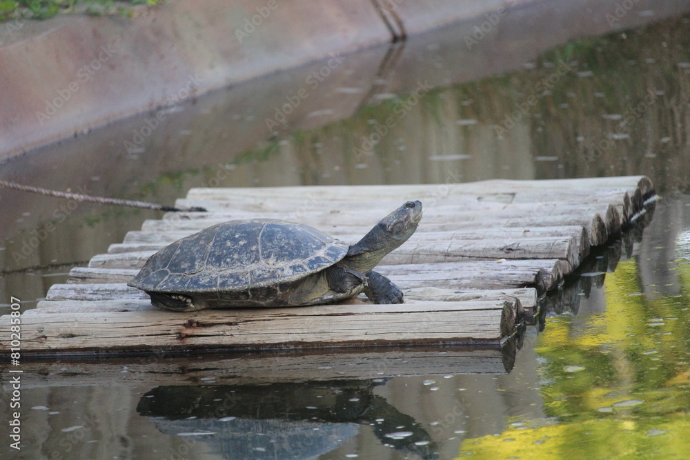 Amazon river turtle inside a on Rio de Janeiro Zoo's close to a wooden ...