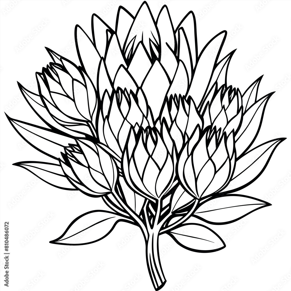 Protea flower outline illustration coloring book page design, Protea ...