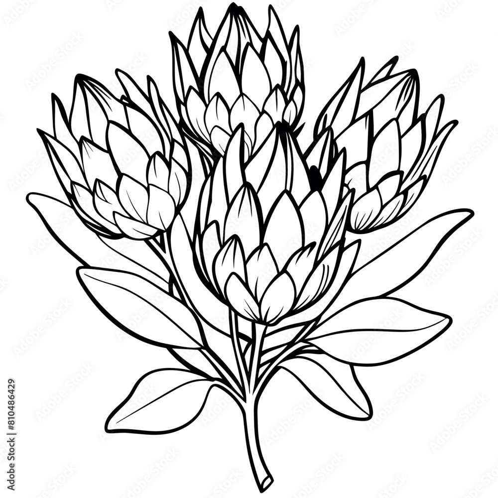 Protea flower outline illustration coloring book page design, Protea ...