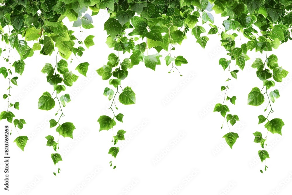 Vector clipart of green ivy leaves on a transparent background, ideal ...