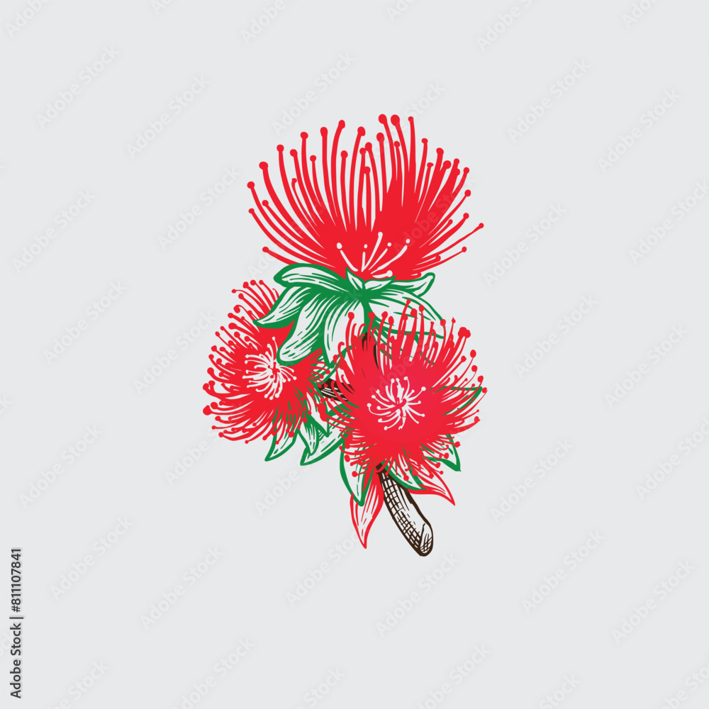 เวกเตอร์ Stock hand drawn vector botanical Ohia lehua | Adobe Stock