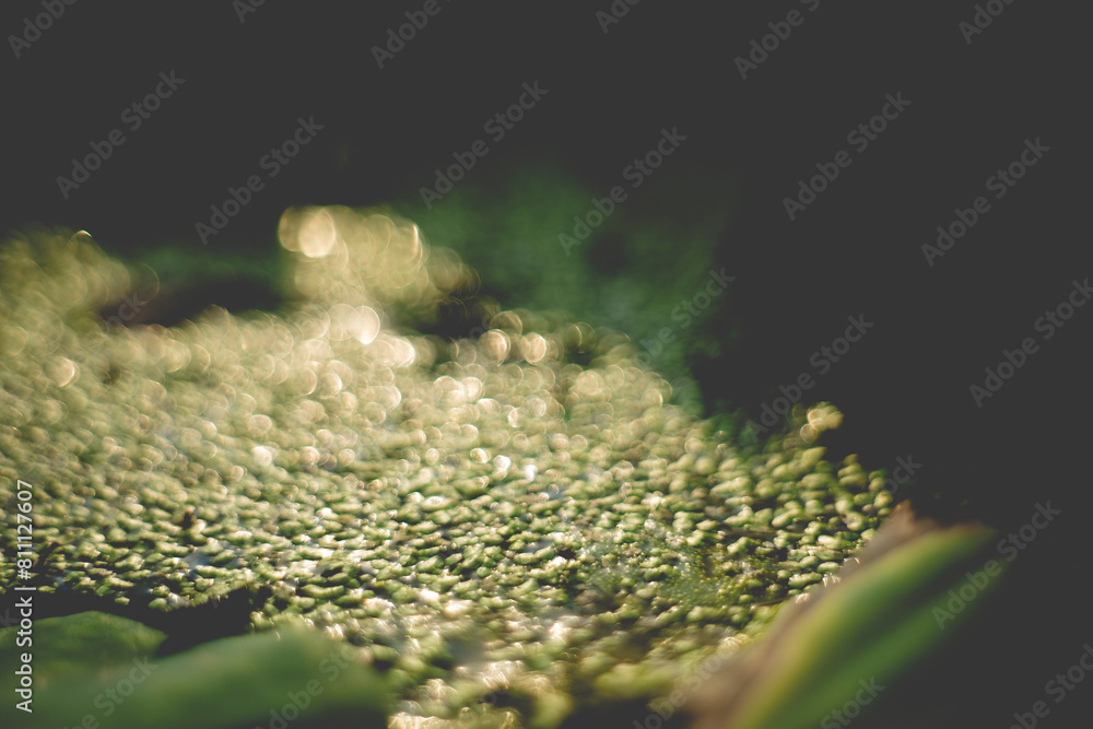 Lemna minor is usually a population, growing quickly and strongly in ...