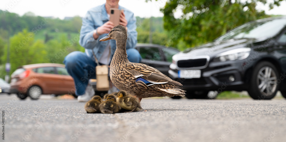 Duck family walking on a city road with cars, people trying to rescue ...