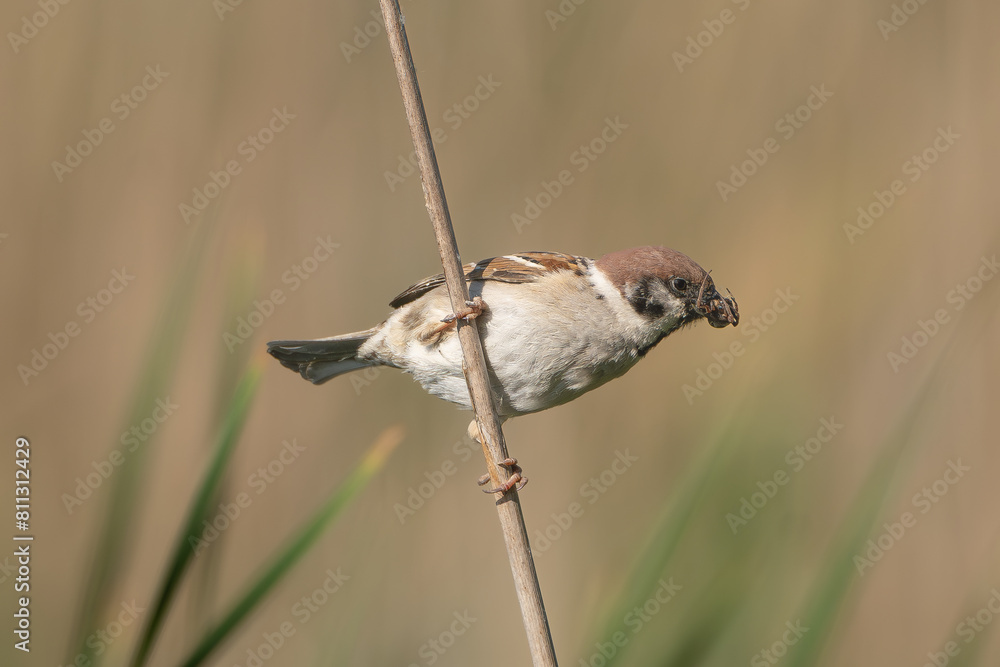 Eurasian tree sparrow - Passer montanus on reed with spider in beak ...