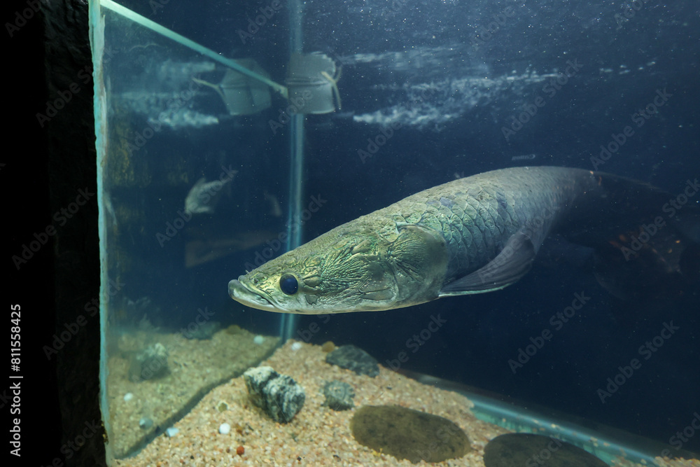 Arapaima Sudis gigas also known as the pirarucu. Wildlife animal ...