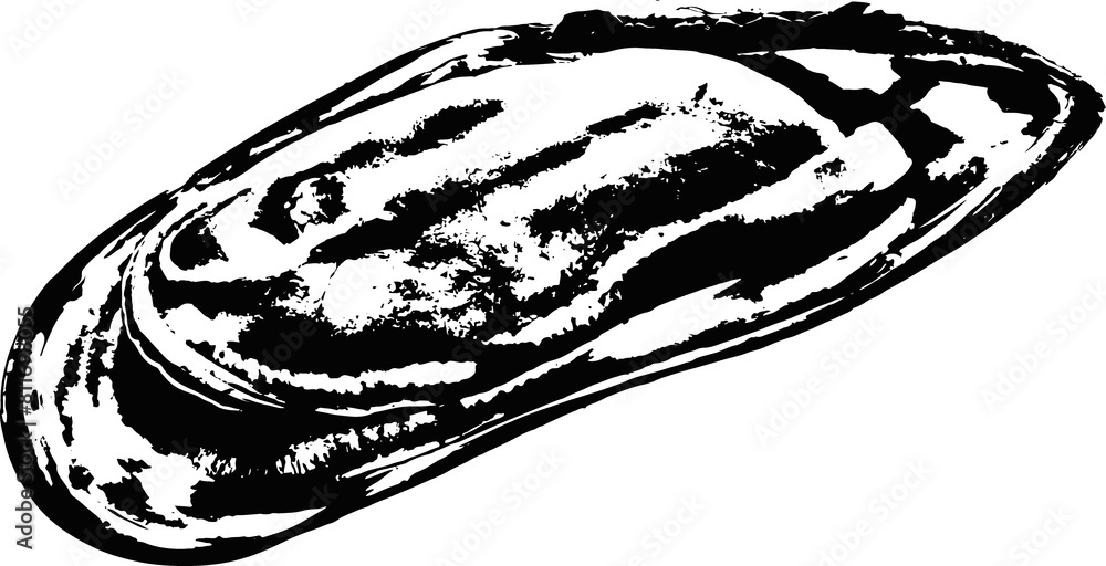 Black and white illustration sketch of a mussel hand drawing vector ...