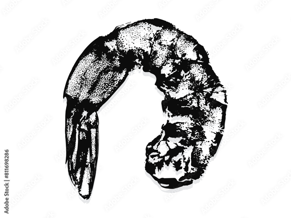 Black and white illustration sketch of a Prawn hand drawing vector ...