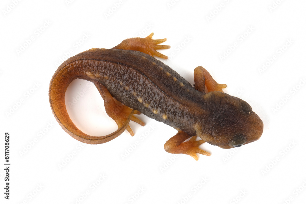 Baby Himalayan Newt or Crocodile Newt (Tylototriton verrucosus) is a ...