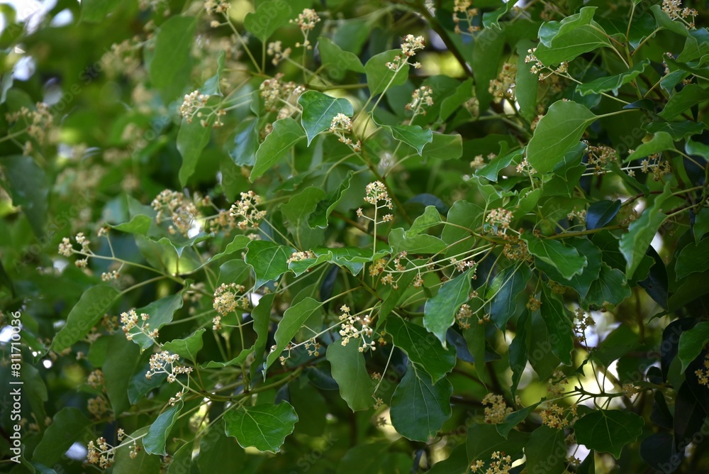 Camphor tree ( Cinnamonum camphora ) flowers. Lauraceae evergreen tree ...