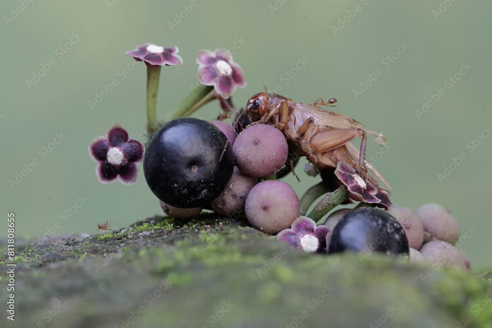 The carcass of a field cricket is being surrounded by a number of red ...