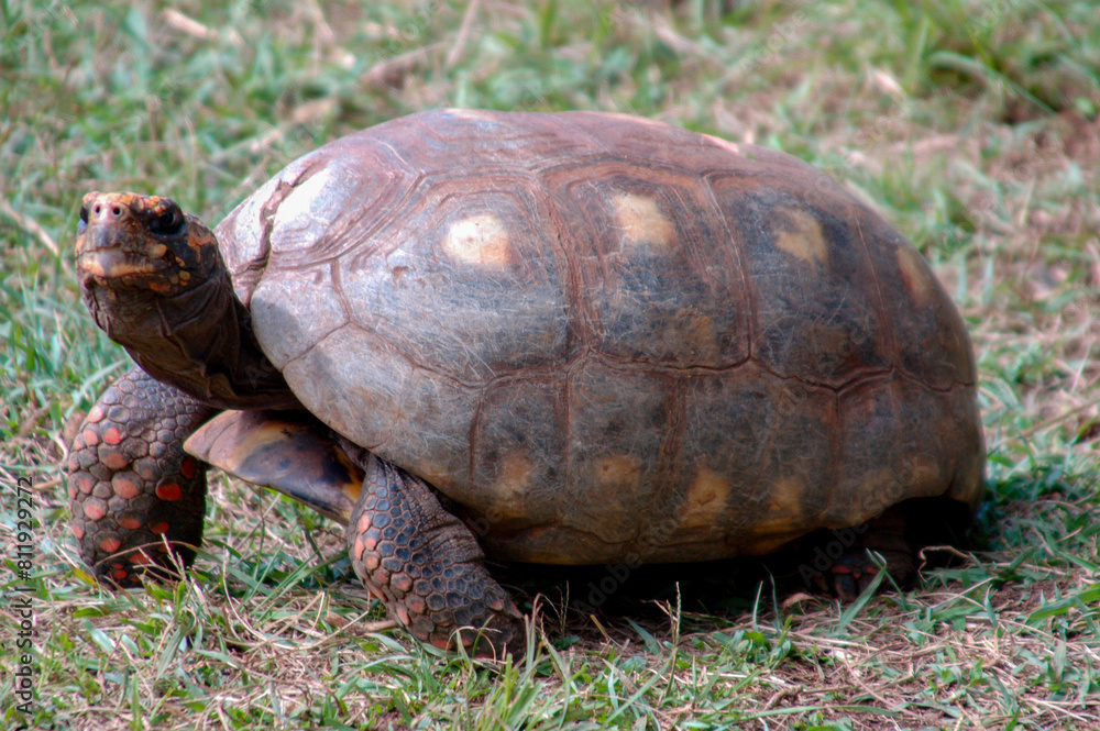 Jabuti- Piranga or red-footed turtle (Chelonoidis carbonaria) walking ...