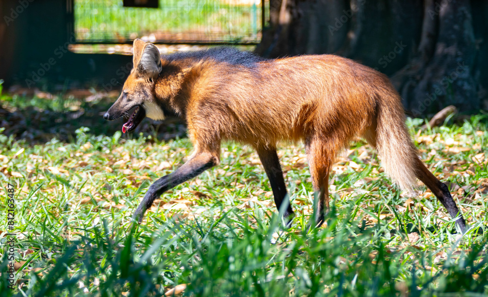 Wild Guará wolf (Chrysocyon brachyurus) one of the rarest wolves in the ...