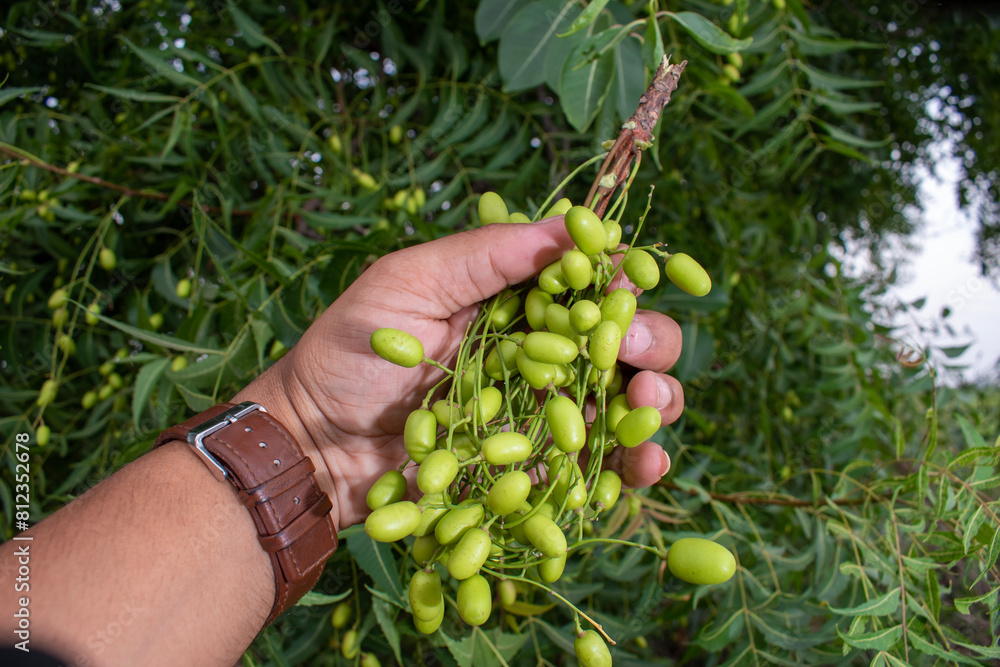 Fresh Neem fruit on tree with leaf on nature background, A leaves of ...