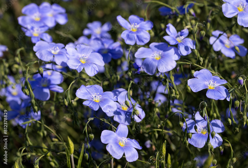 Bright delicate blue flower of ornamental flower of flax shoot against ...