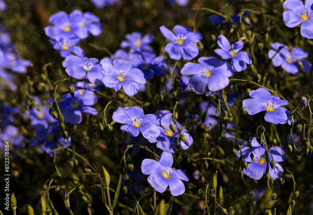 Bright delicate blue flower of ornamental flower of flax shoot against ...