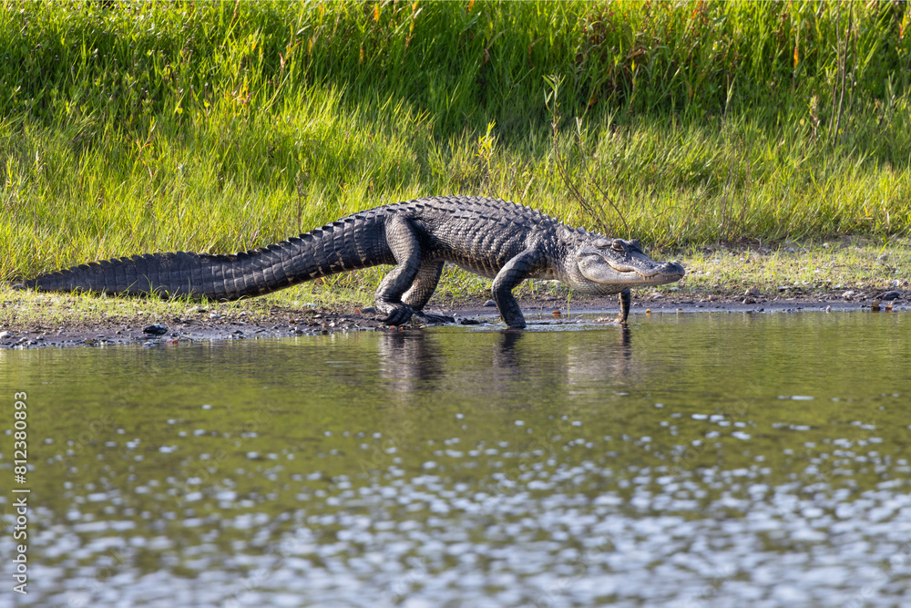 An American alligator (Alligator mississippiensis) does a high walk ...