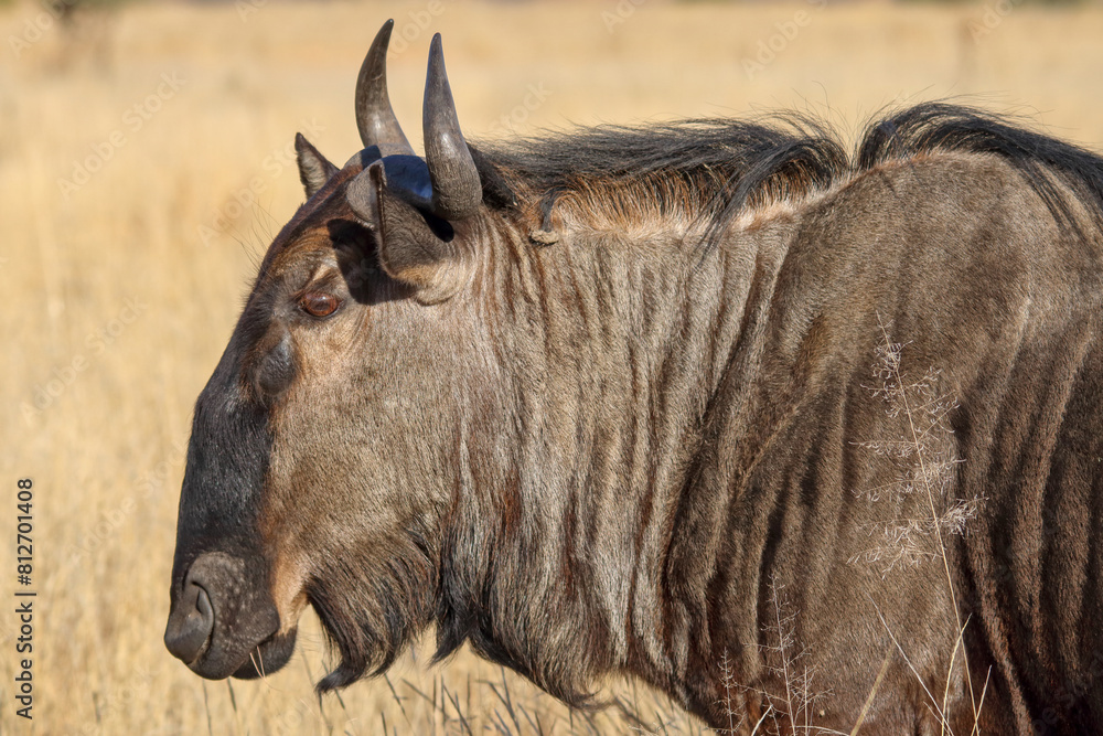 Side on view, head, shoulders of blue wildebeest (Connochaetes taurinus ...