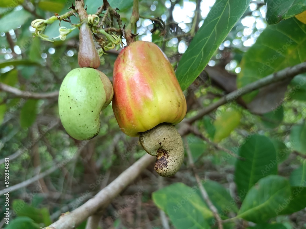 Cashew is the common name of a tropical evergreen tree Anacardium ...