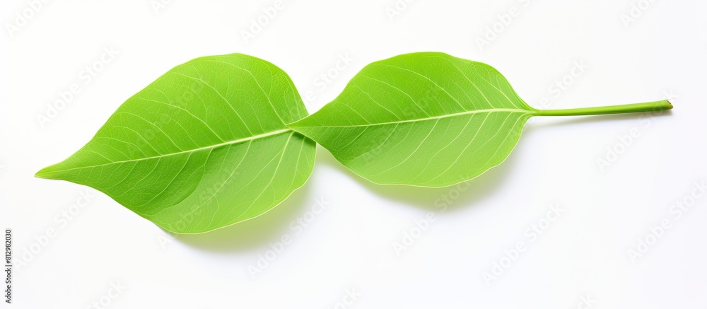 A vibrant green leaf of Phyllodium longipes sits on a white background ...