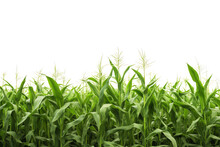 Corn Field Background Free Stock Photo - Public Domain Pictures