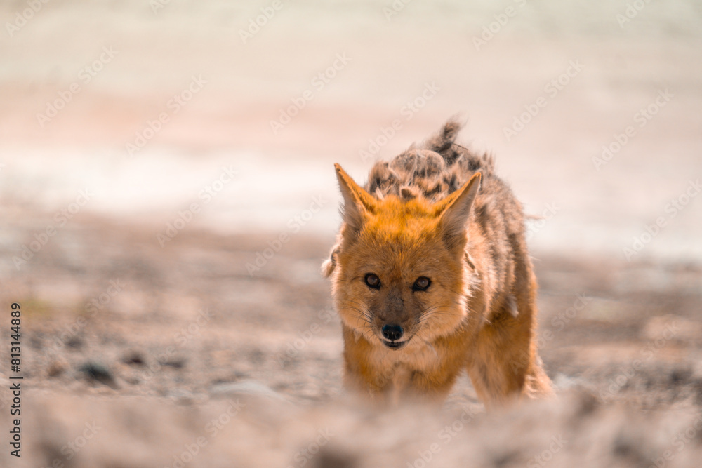 Desert fox near salar de Uyuni in Bolivia, moulting and shedding skin ...