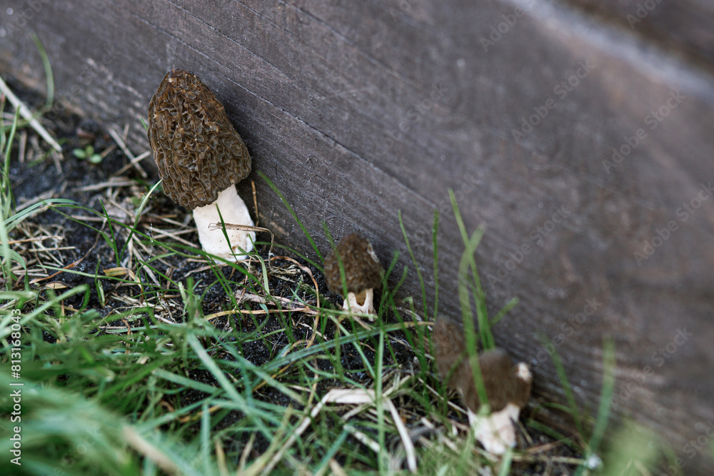 Morchella mushrooms growing in garden close up. True morels. Morchella ...