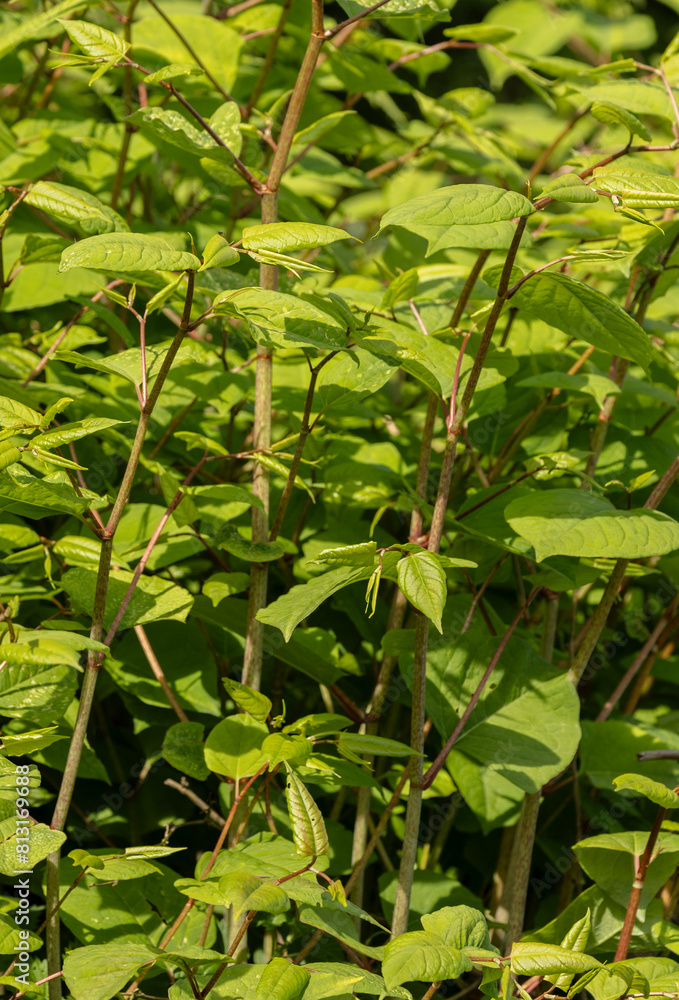 Japanese knotweed Reynoutria japonica is an invasive non-native species ...