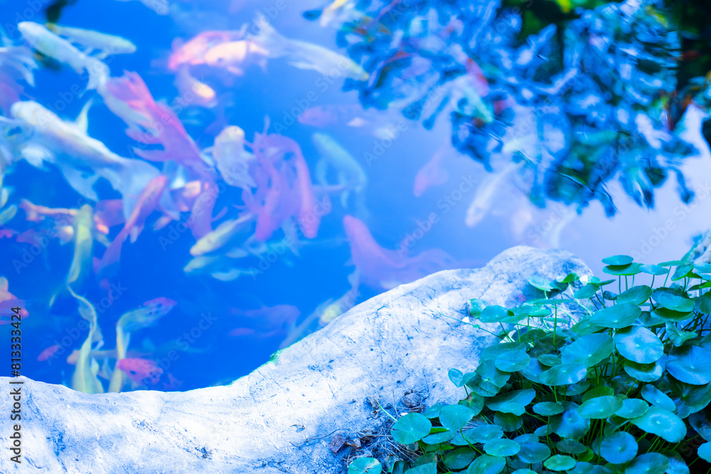 Japanese Koi fish are excellent, expensive and famous, the Japanese ...