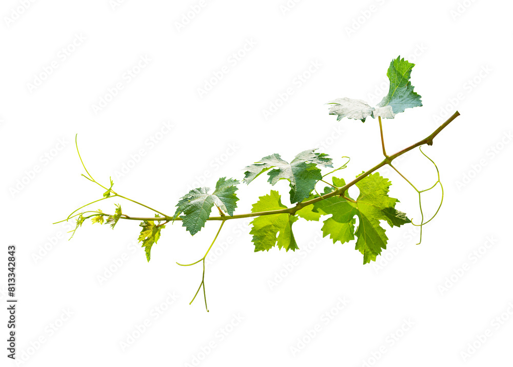 Grape leaves vine branch isolated on transparent background. PNG File ...