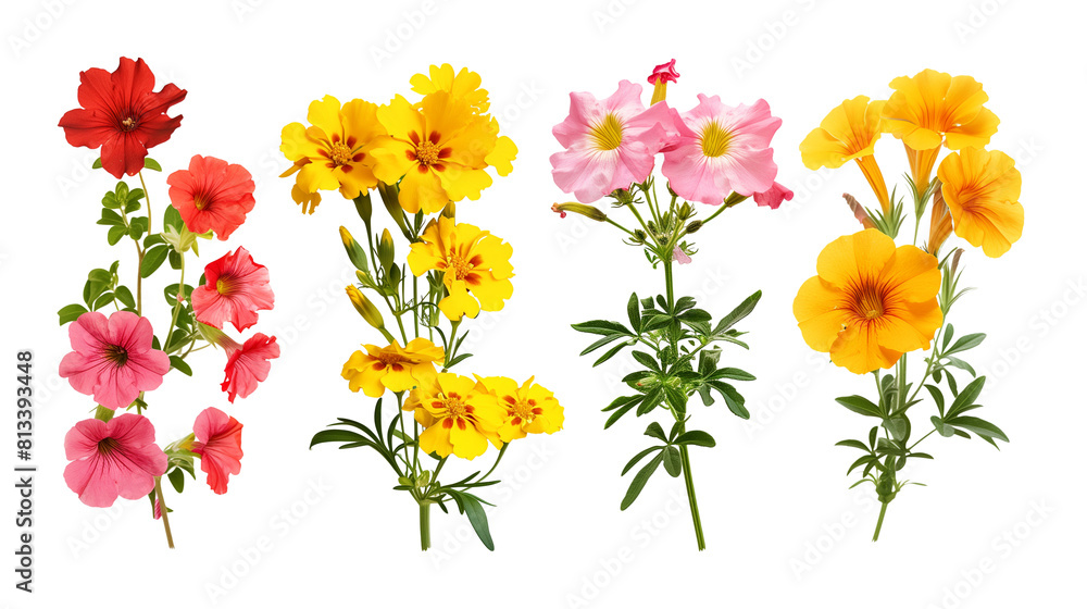 Set of garden annuals including marigold, petunia, and geranium ...