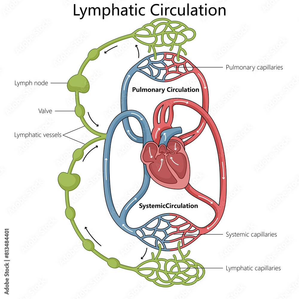 human lymphatic and circulatory systems, including major components ...