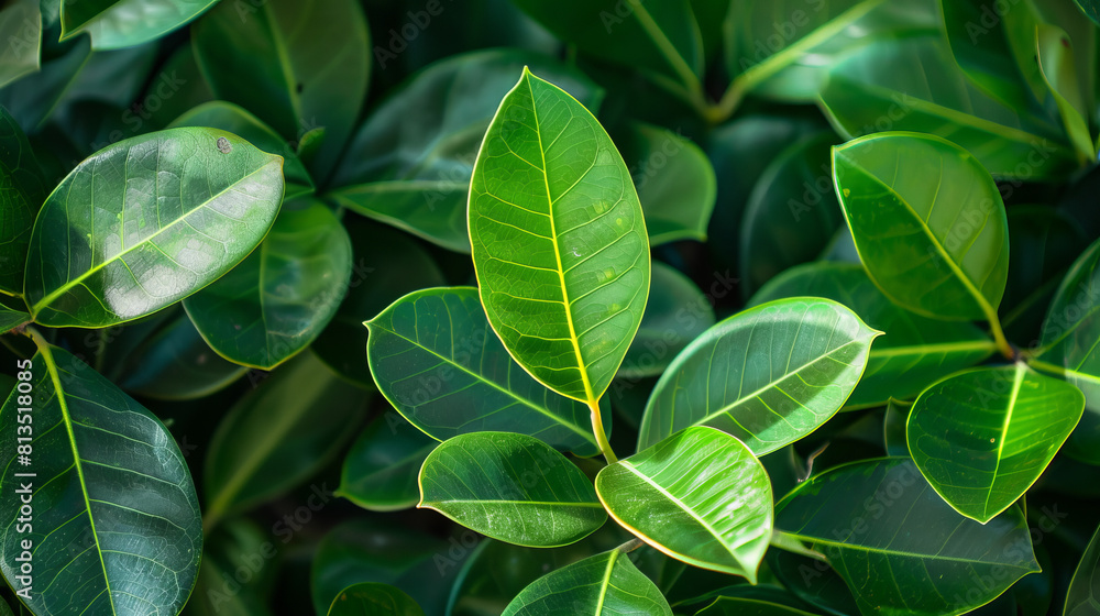 Ficus elastica (Also known as the rubber fig, rubber bush, rubber tree ...
