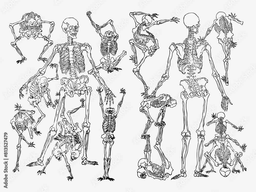 Front and back views of the human skeleton in various poses from ...