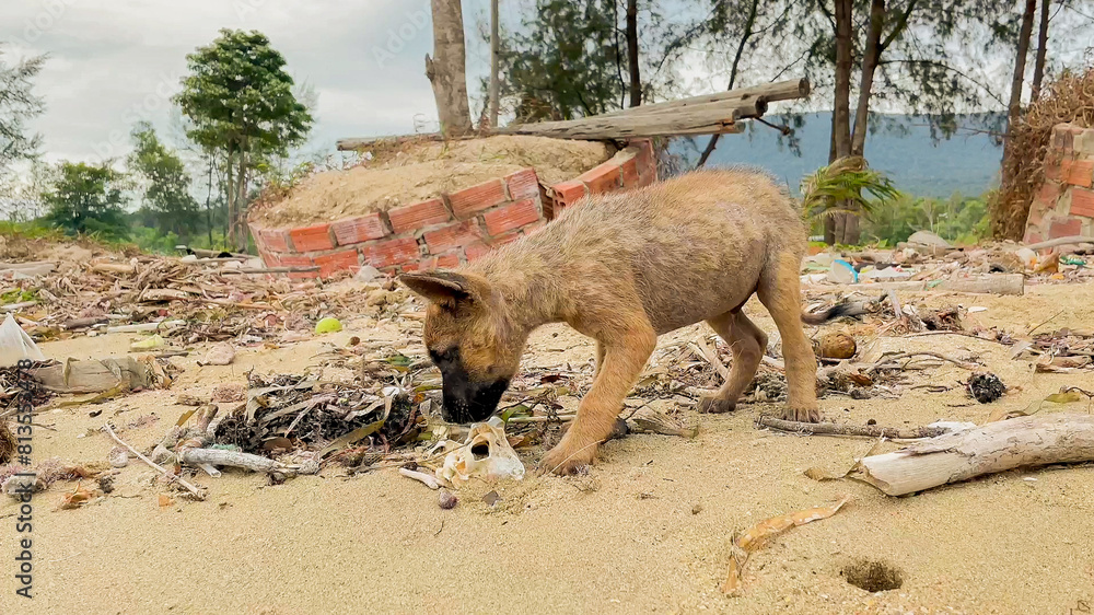 Stray puppy exploring a littered beach with debris, highlighting ...