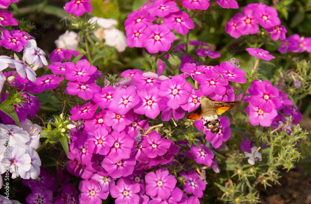 common hawk moth over blooming phlox flowers. This moth does not land ...