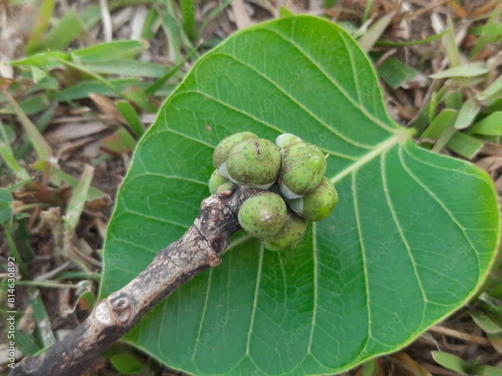 Ficus religiosa Fruits on green leaf. It is also known as the bodhi ...